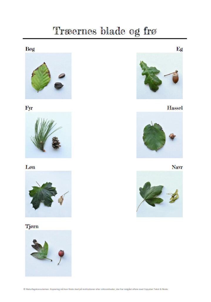 Vendespil: træernes blade og frø - Gratis undervisningsmateriale