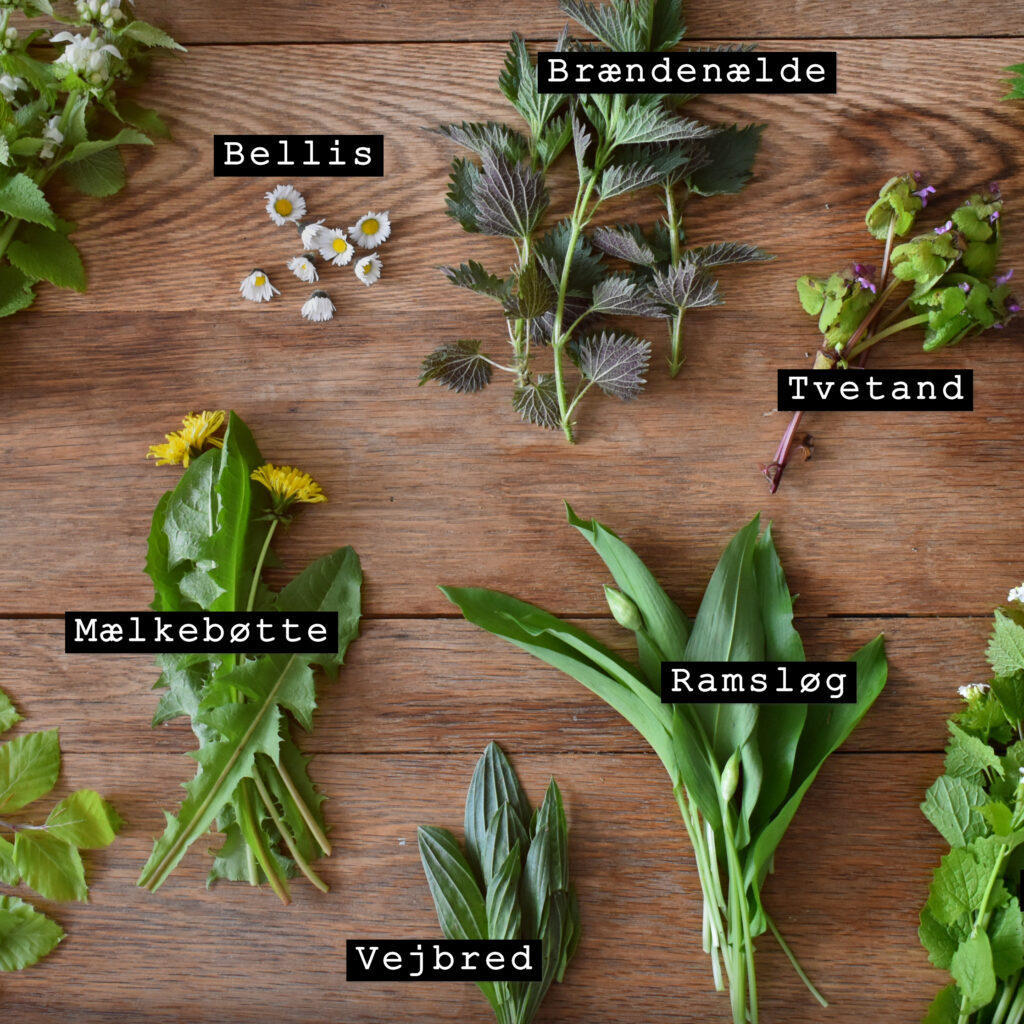 Fotosyntese - Naturfagskonsulenten